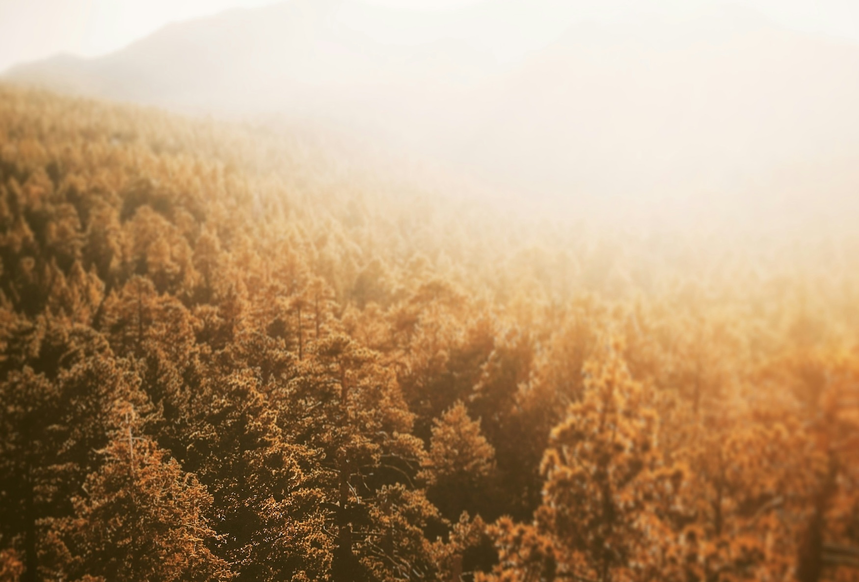5 Top Spots for Fall Photos in Birmingham | About Town